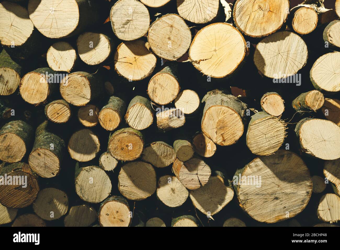 Felling a tree. Wooden logs from a pine forest, stacked in a forest ...
