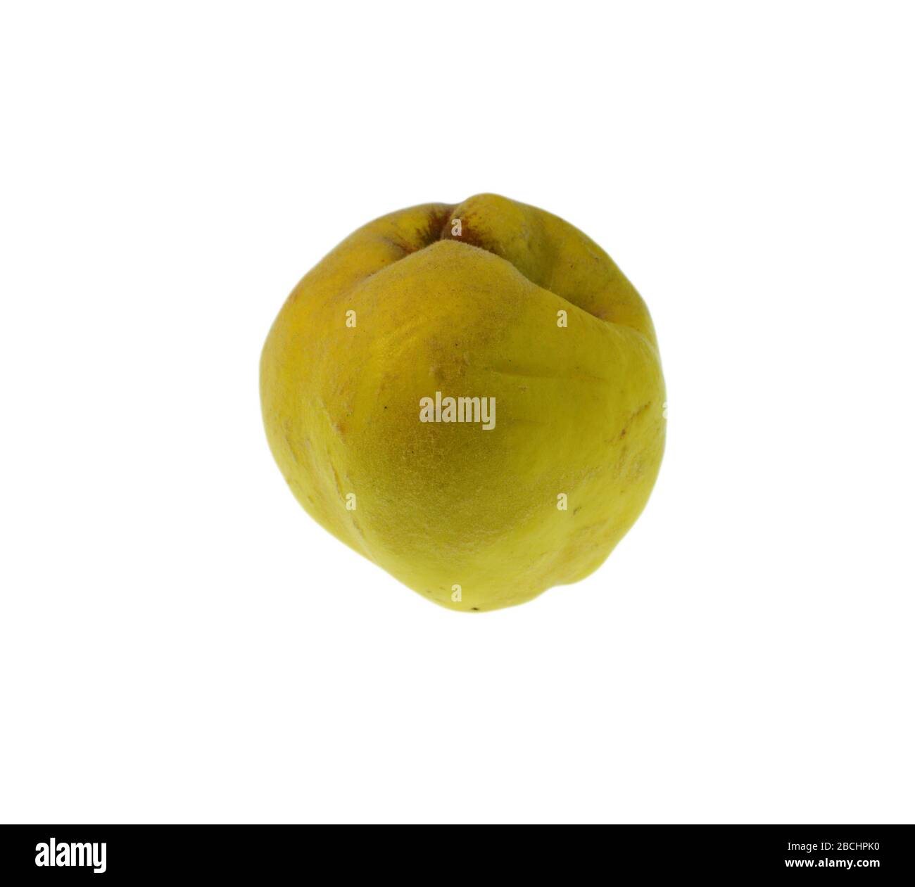 quince isolated on the white background Stock Photo - Alamy