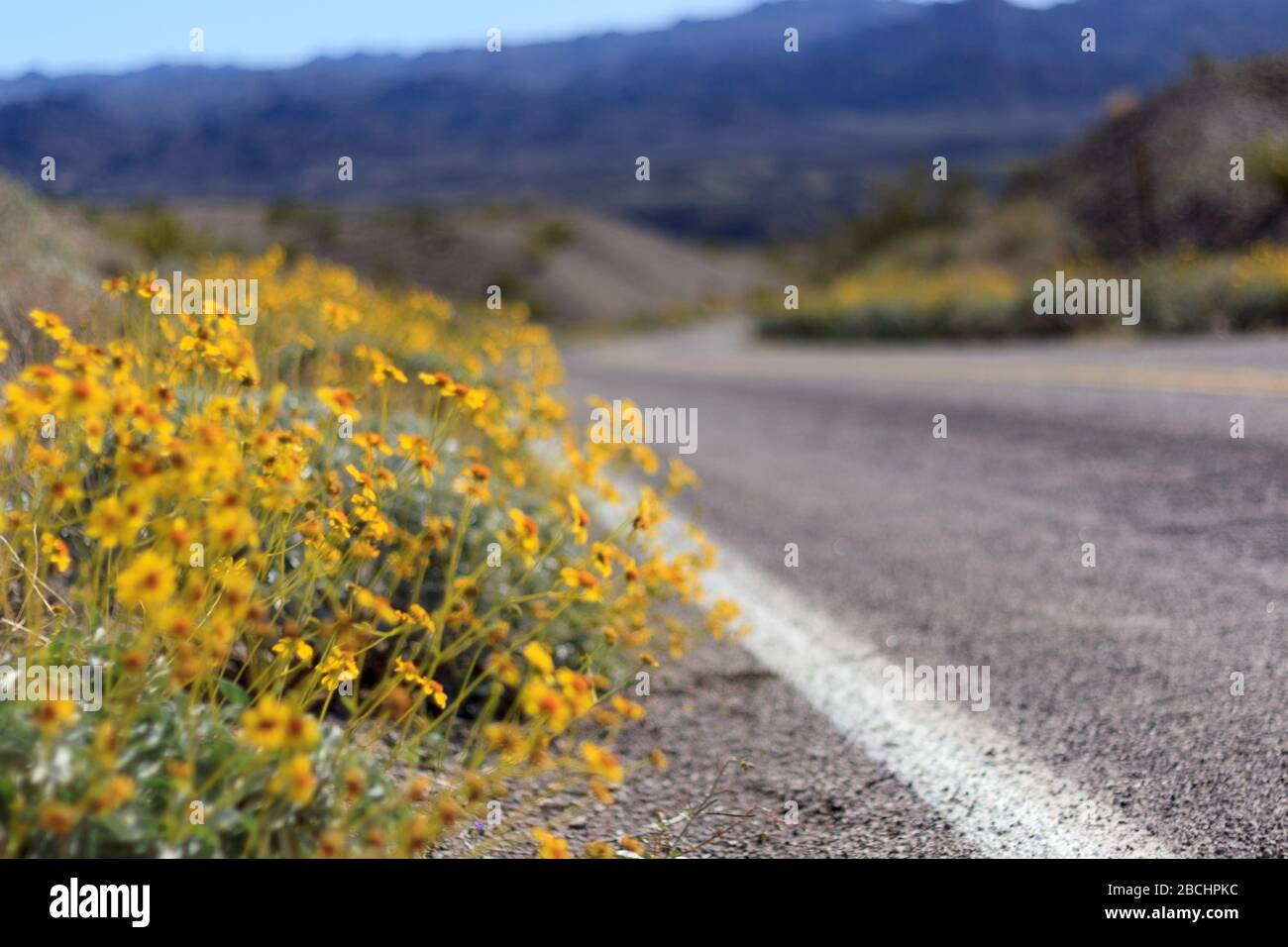 Death valley wildflowers hi-res stock photography and images - Alamy
