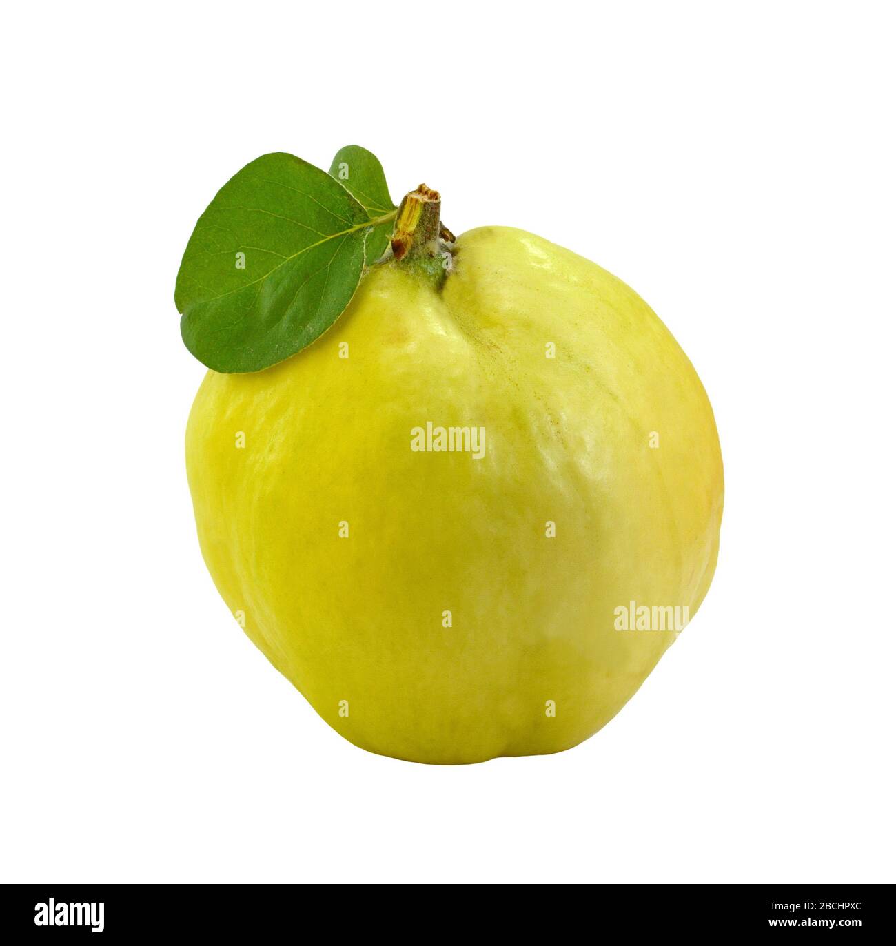 quince isolated on the white background Stock Photo - Alamy