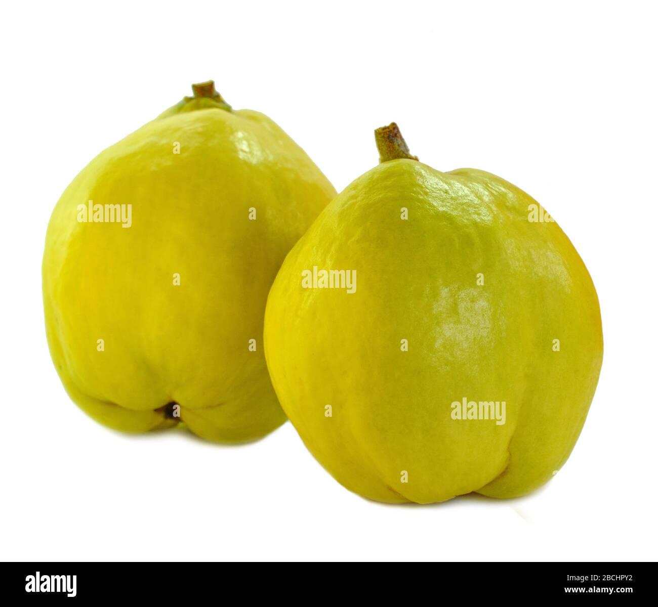 quince isolated on the white background Stock Photo - Alamy