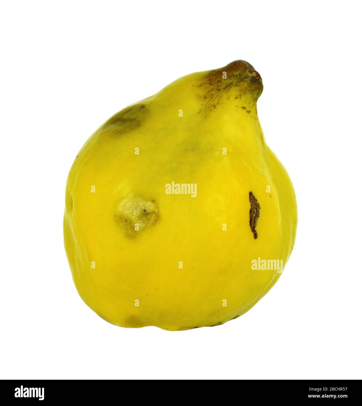 quince isolated on the white background Stock Photo - Alamy