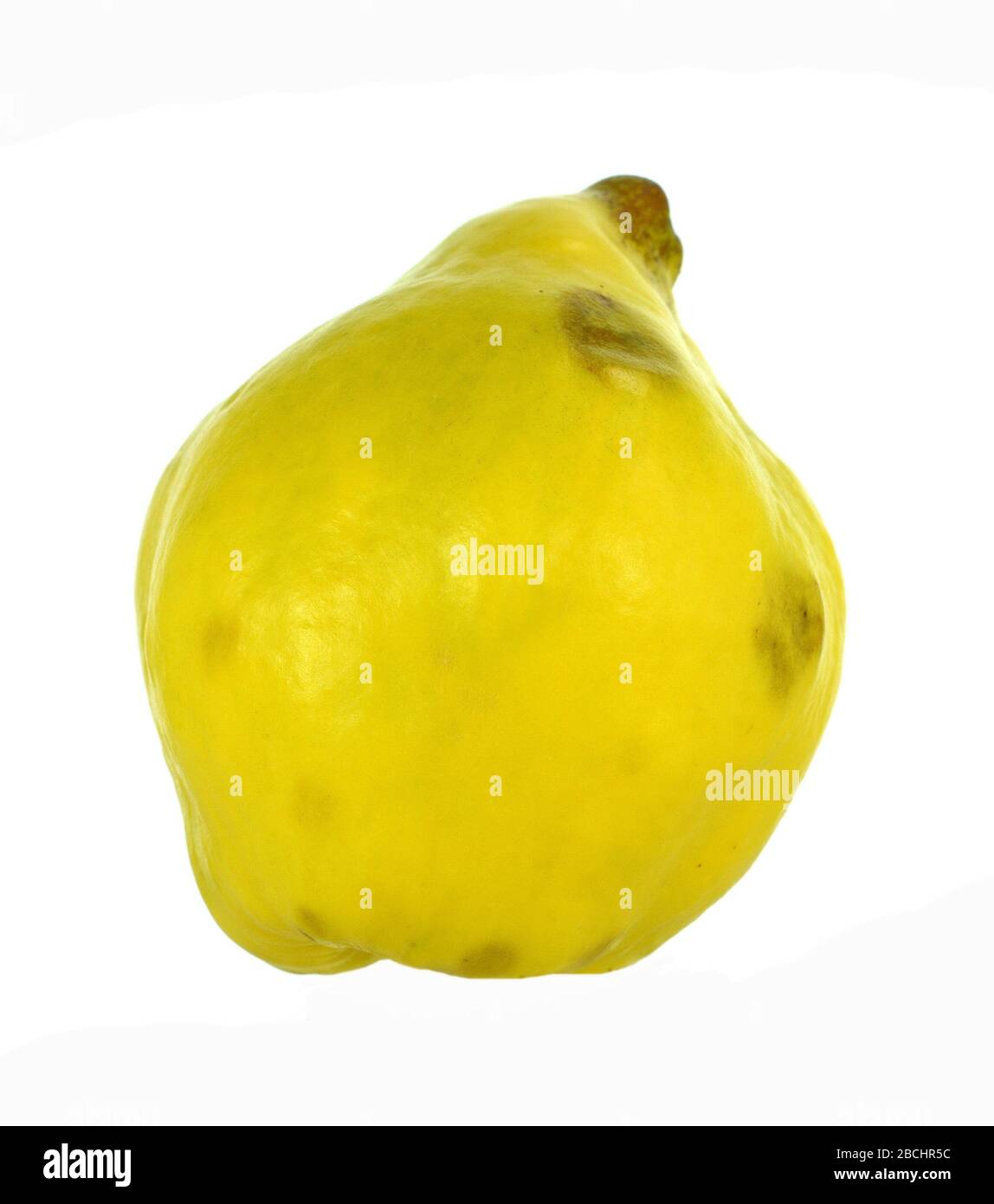 quince isolated on the white background Stock Photo - Alamy