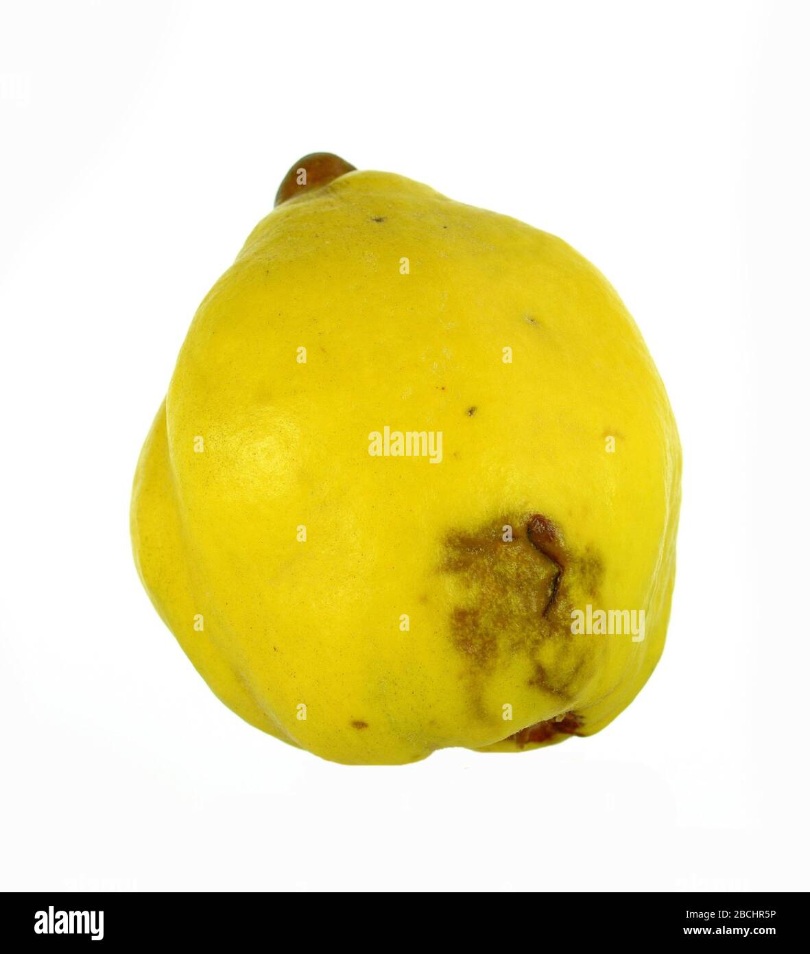 quince isolated on the white background Stock Photo - Alamy