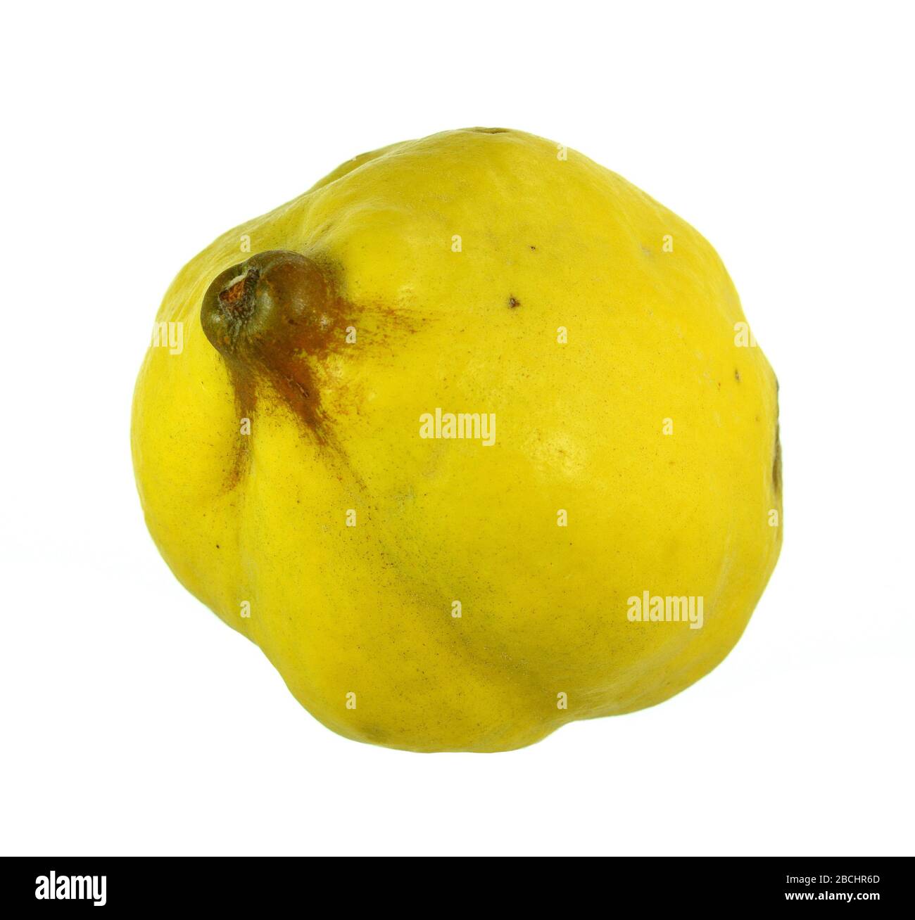 quince isolated on the white background Stock Photo - Alamy