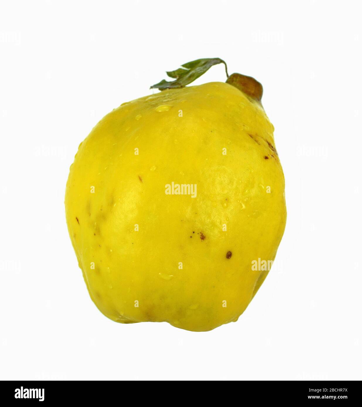 quince isolated on the white background Stock Photo - Alamy