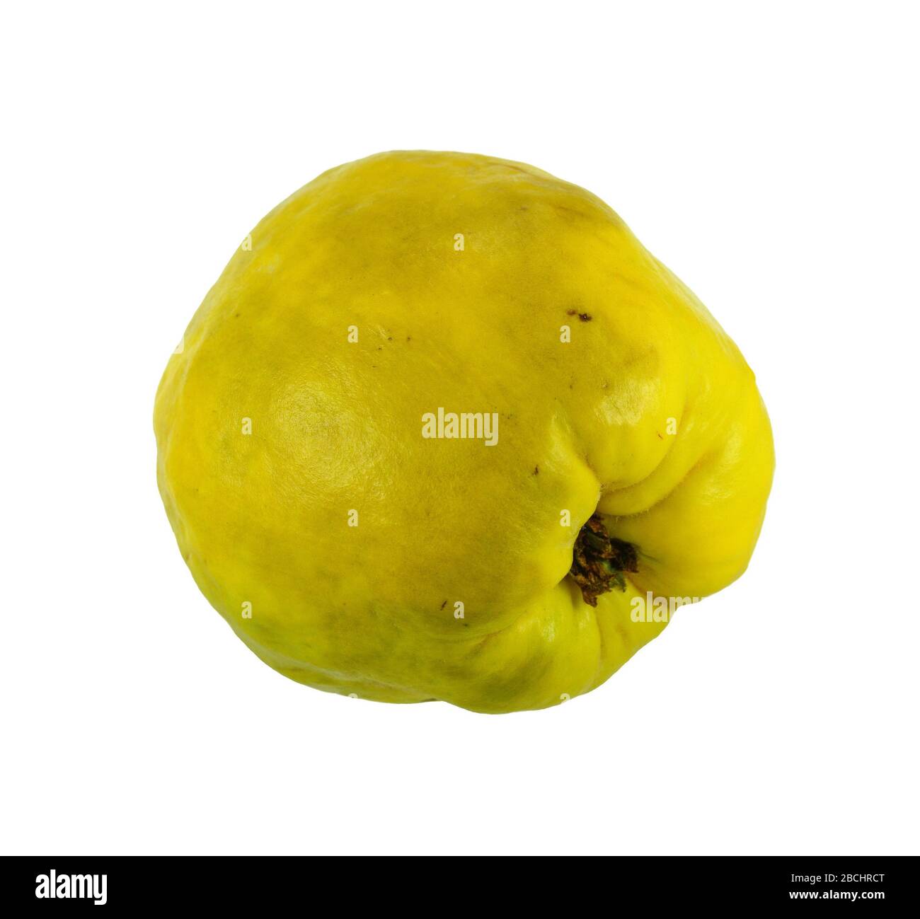 quince isolated on the white background Stock Photo - Alamy