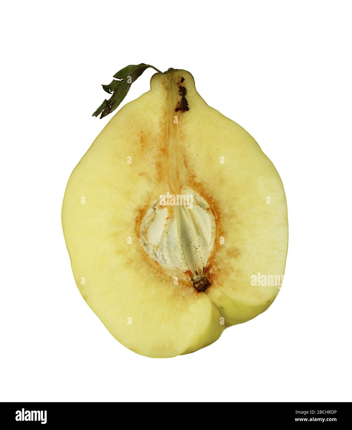 quince isolated on the white background.The quince cut in half Stock ...