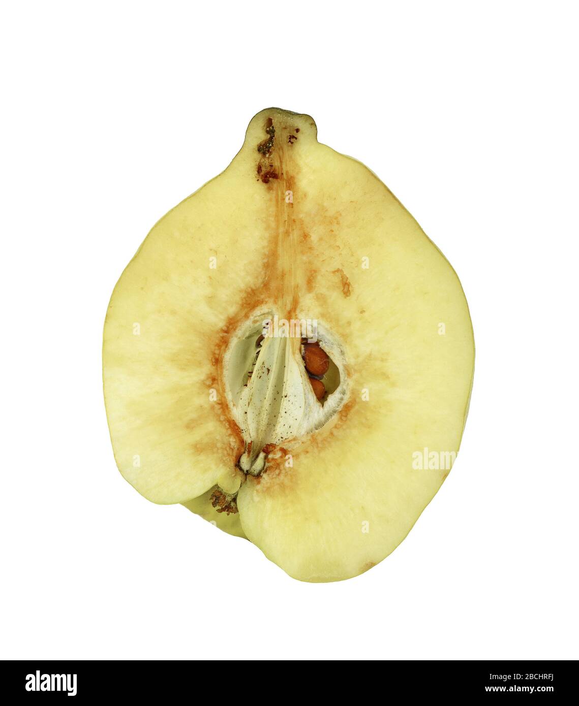 quince isolated on the white background.The quince cut in half Stock ...