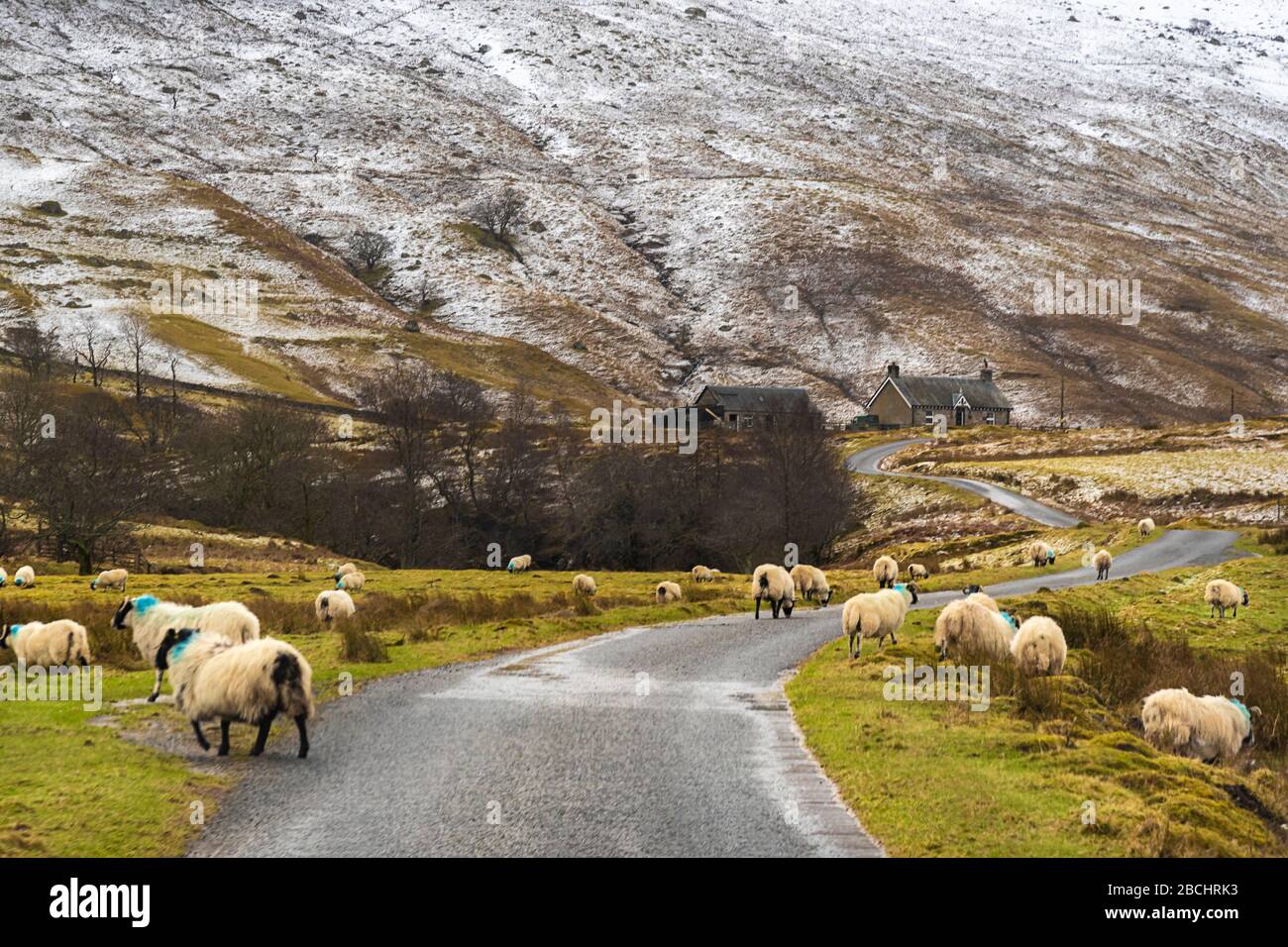 Sheep Horns High Resolution Stock Photography and Images - Alamy