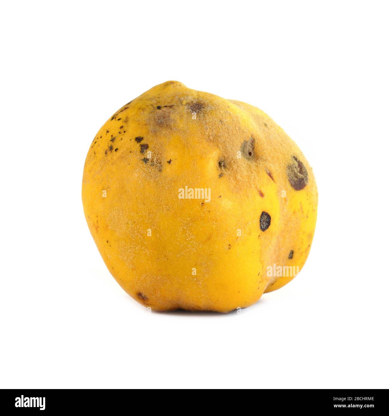 Rotten Quince High Resolution Stock Photography and Images - Alamy