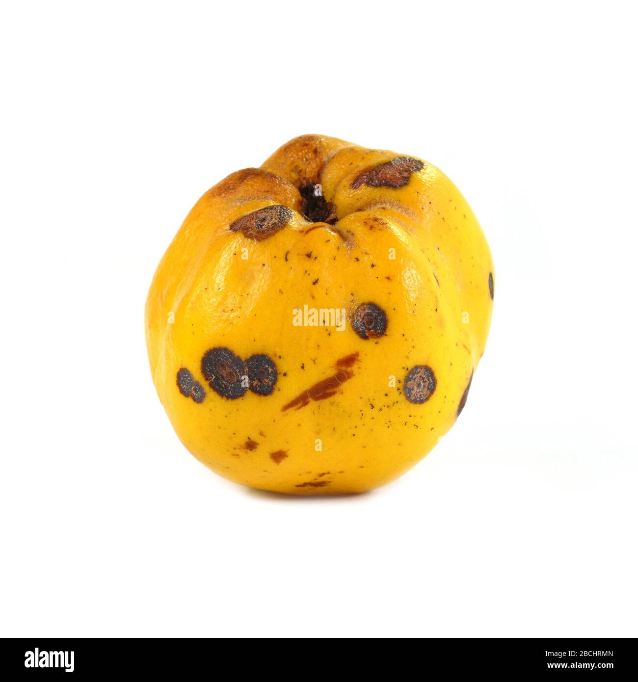 Rotten Quince isolated on white background Stock Photo - Alamy