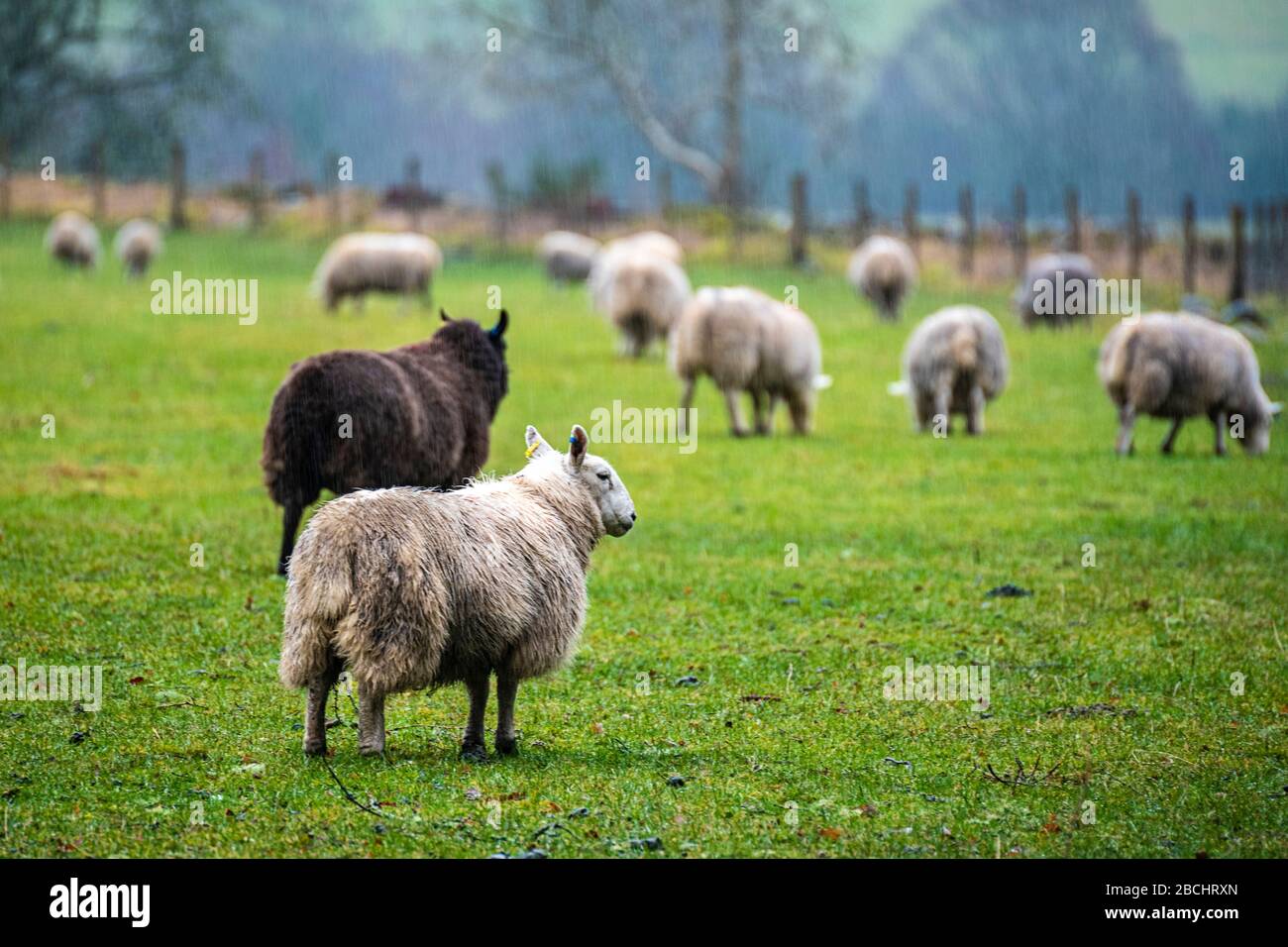 Scottish sheep in the rain on the pasture, Highlands, Scotland Stock ...