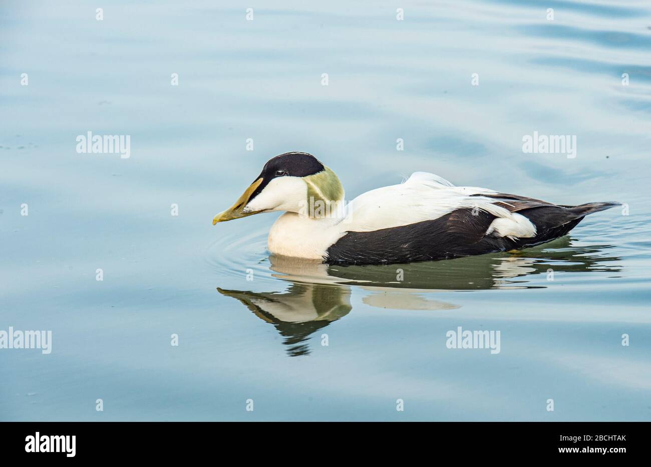 English eider duck hi-res stock photography and images - Alamy