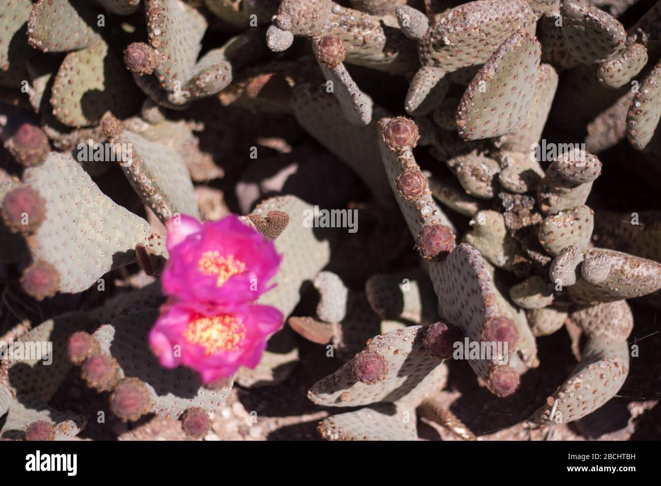 Nevada desert cactus hi-res stock photography and images - Alamy