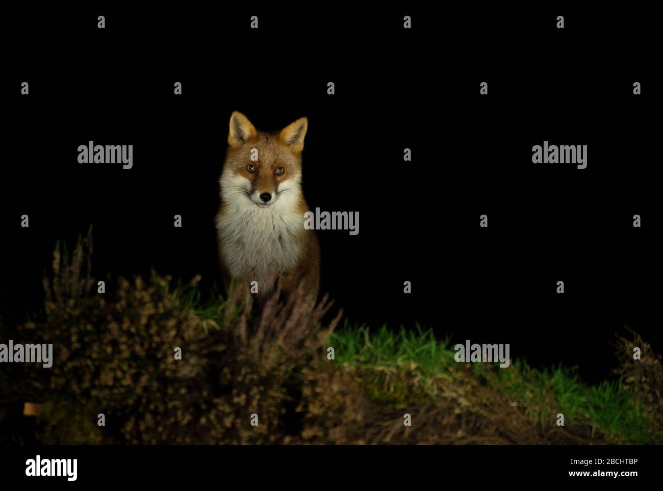 Fox at night Stock Photo - Alamy