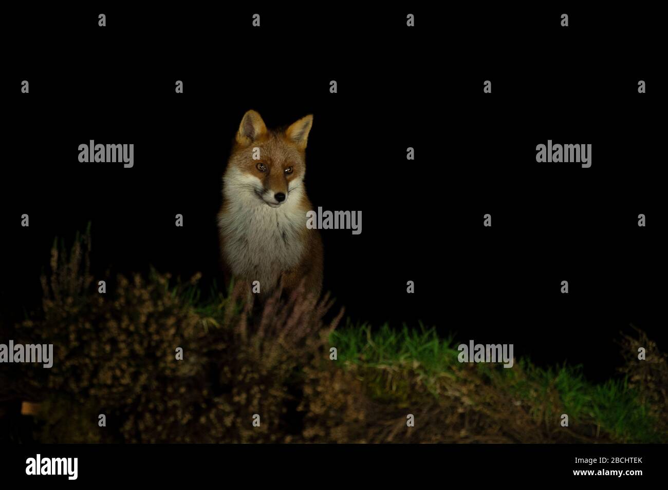 Nightime fox hi-res stock photography and images - Alamy