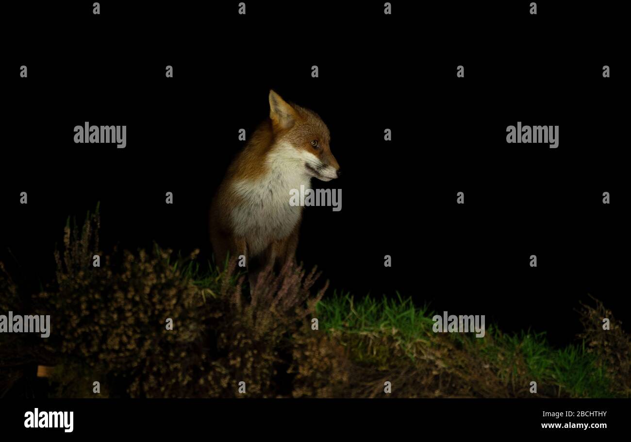 Nightime fox hi-res stock photography and images - Alamy