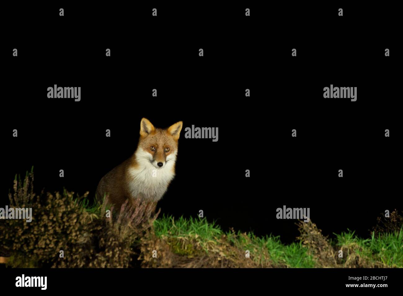 Nightime fox hi-res stock photography and images - Alamy