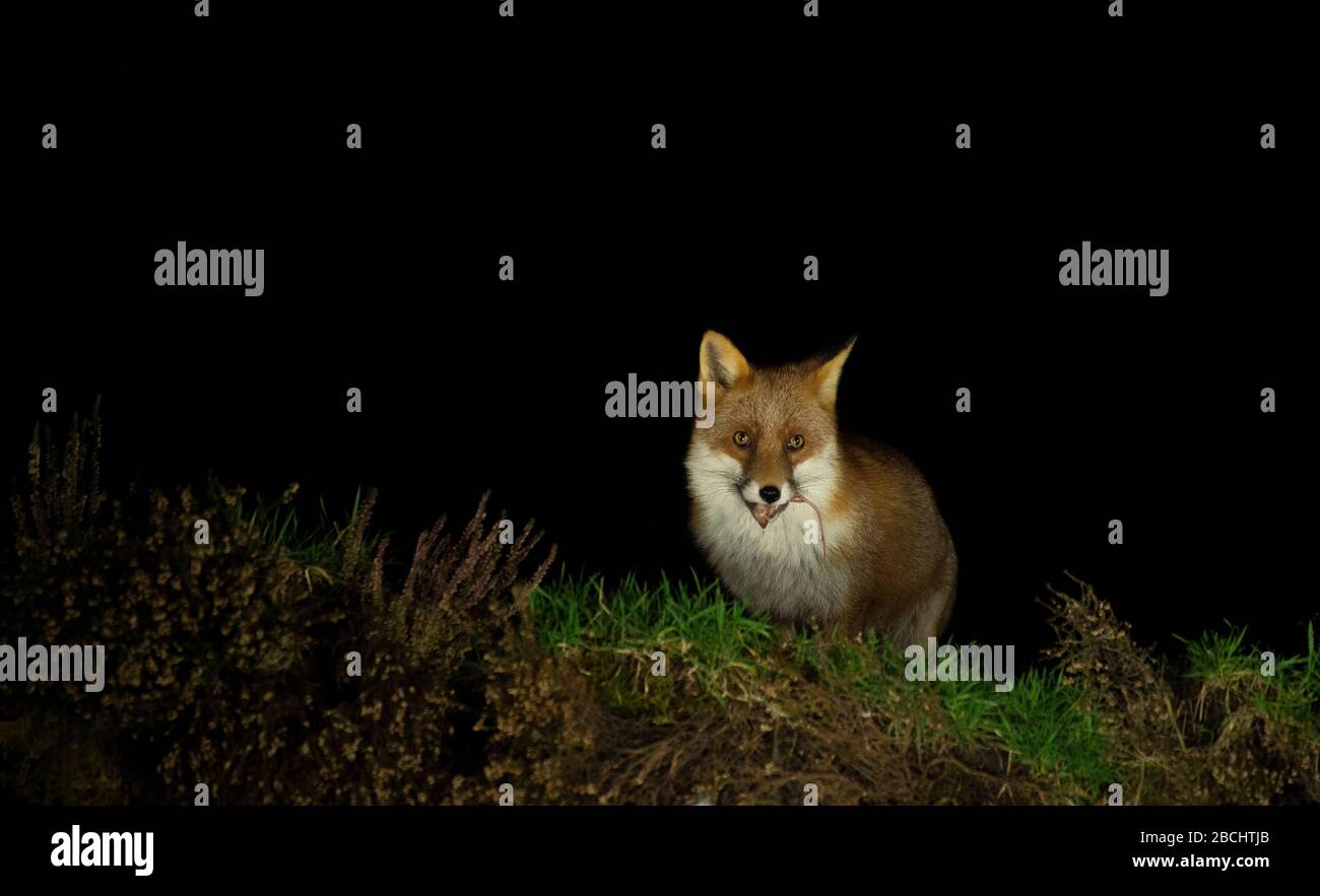 Fox at night Stock Photo - Alamy