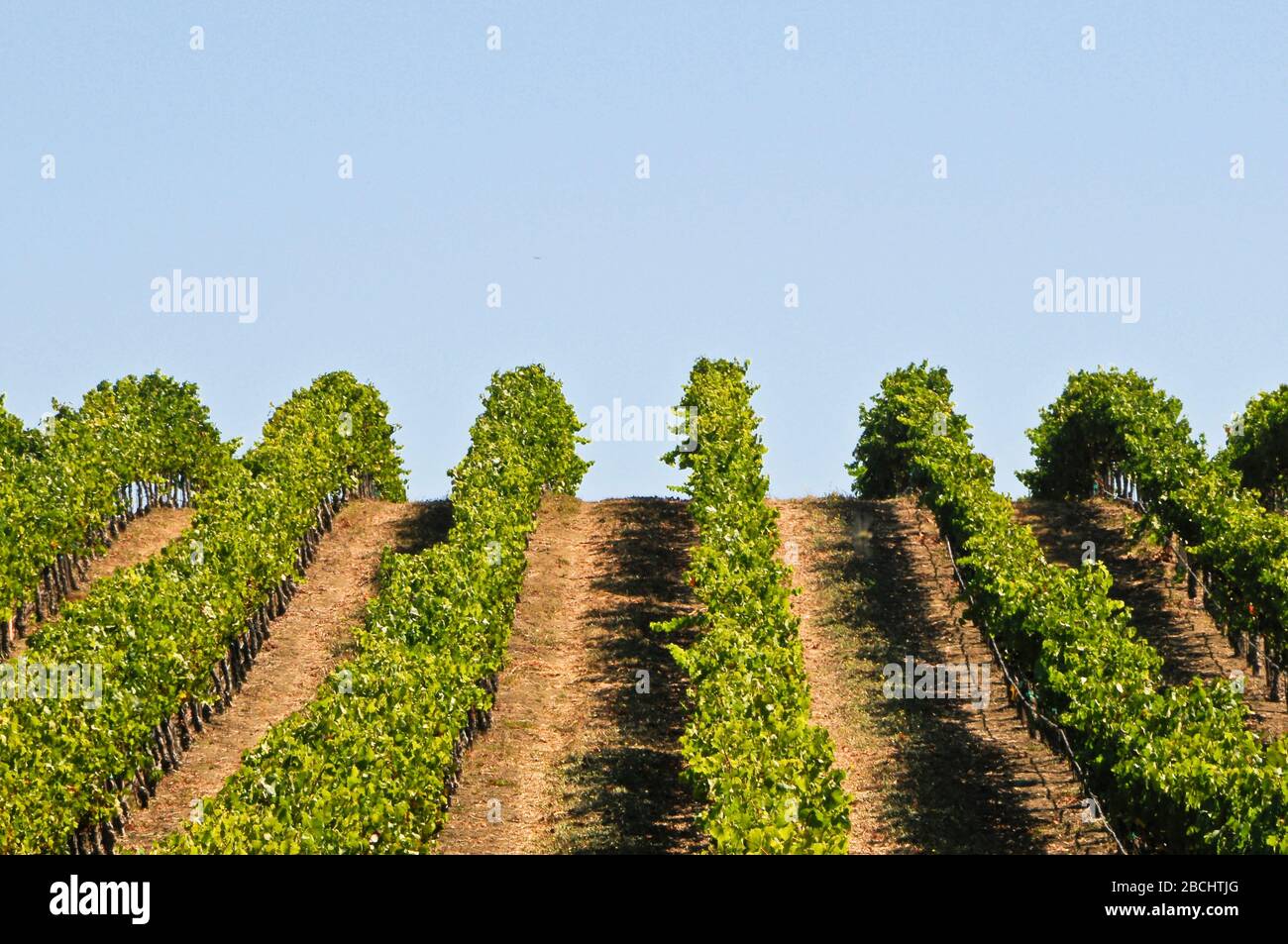 Part of a vineyard hi-res stock photography and images - Alamy
