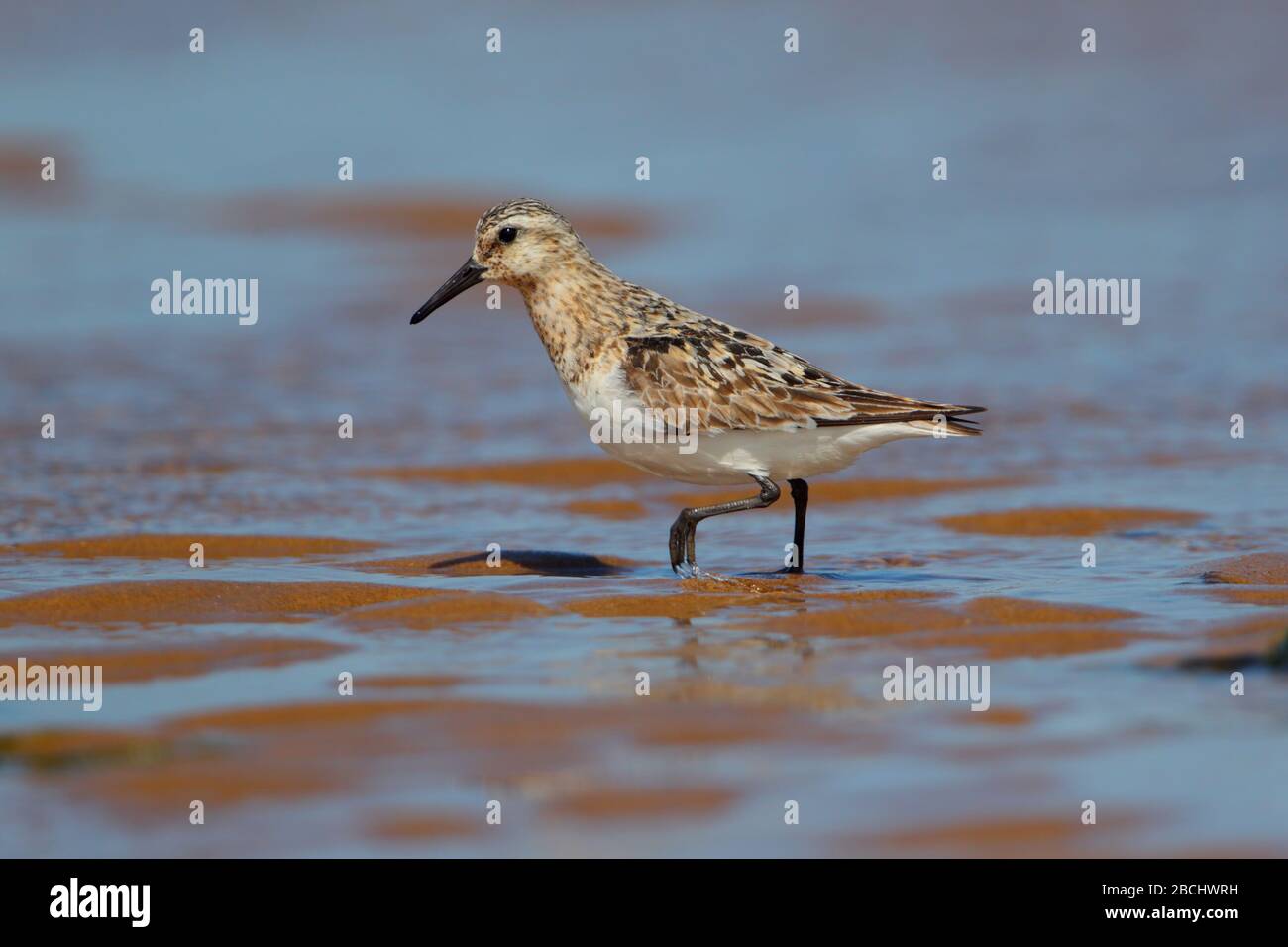 A Sanderling (Calidris alba), a small shorebird in non-breeding plumage ...