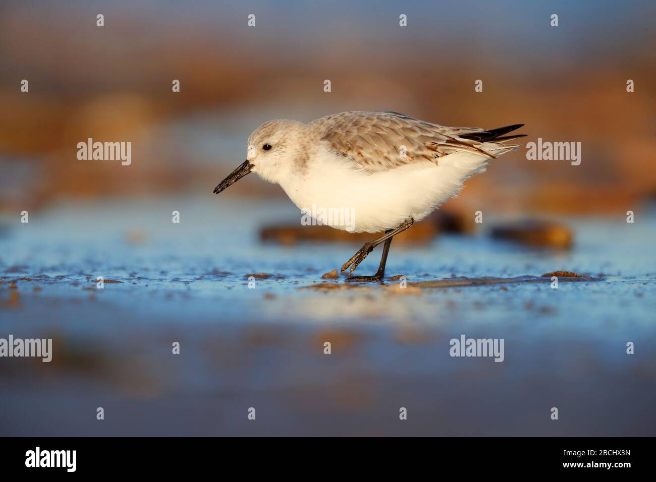 A Sanderling (Calidris alba), a small shorebird in non-breeding plumage ...