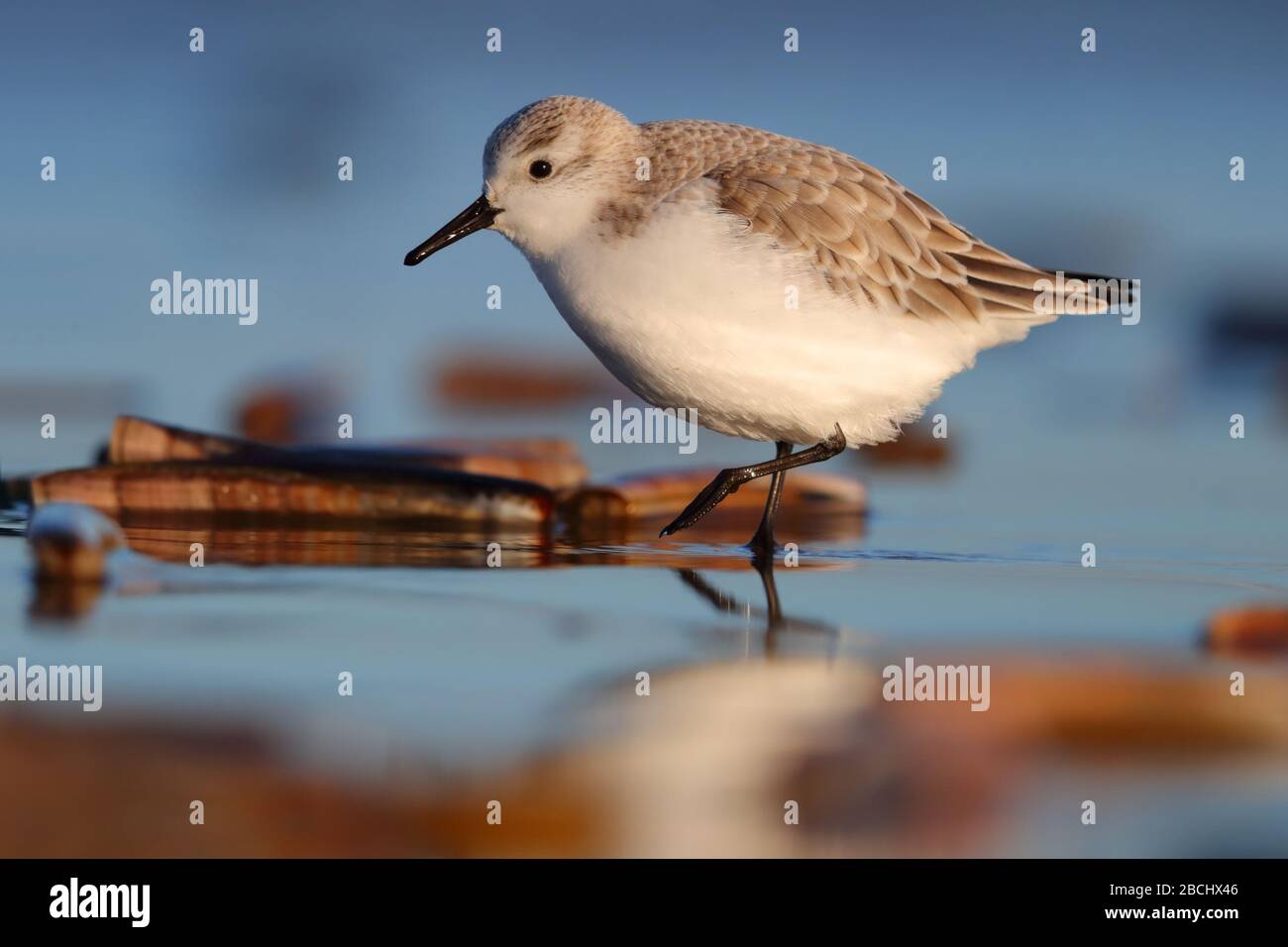 A Sanderling (Calidris alba), a small shorebird in non-breeding plumage ...