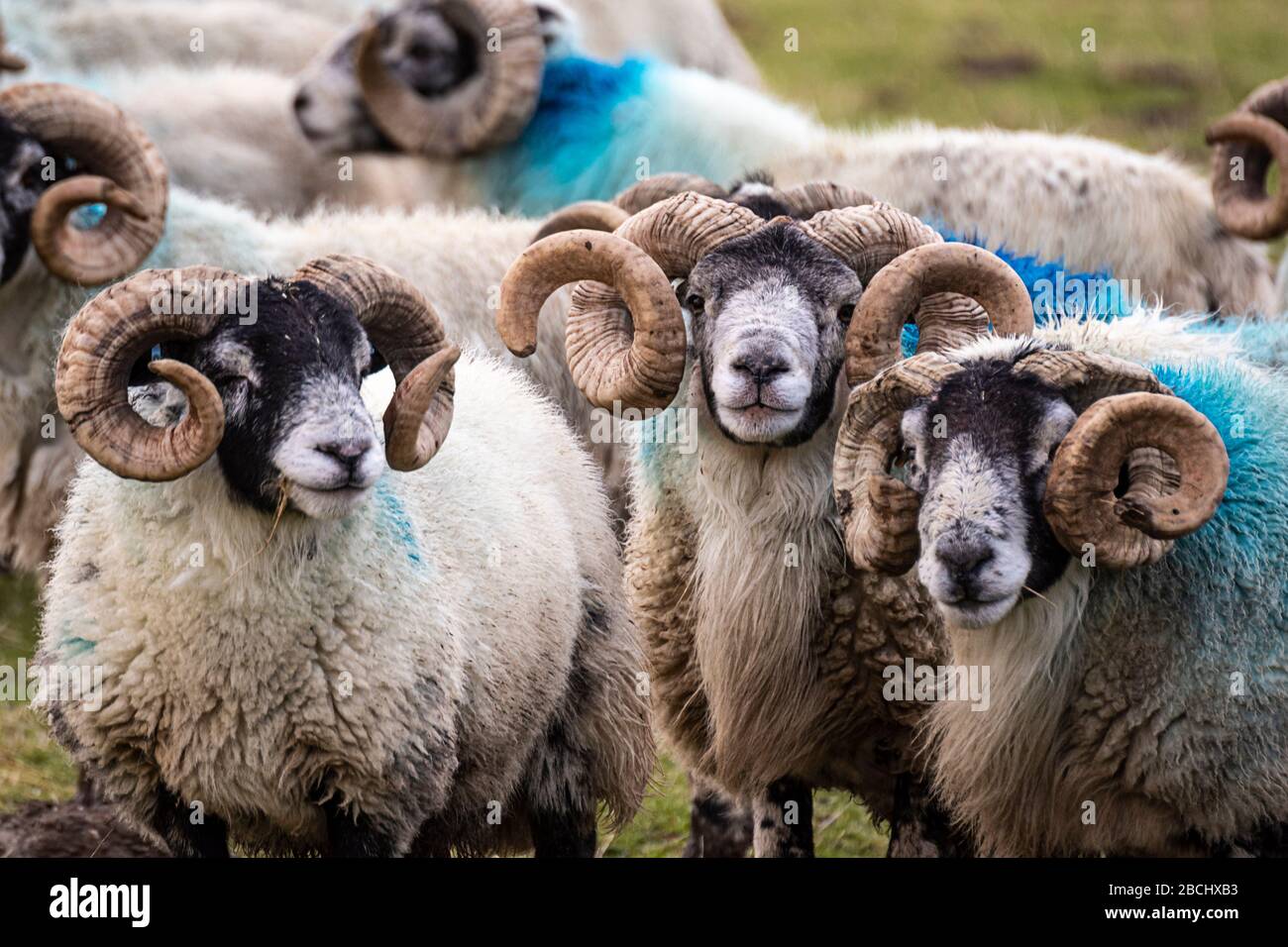 Scottish rams on the pasture, Highlands, Scotland Stock Photo - Alamy