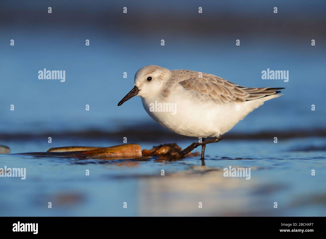 A Sanderling (Calidris alba), a small shorebird in non-breeding plumage ...