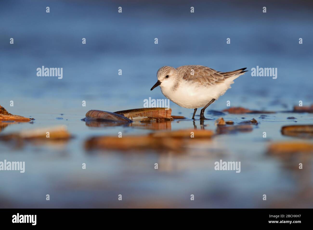 A Sanderling (Calidris alba), a small shorebird in non-breeding plumage ...