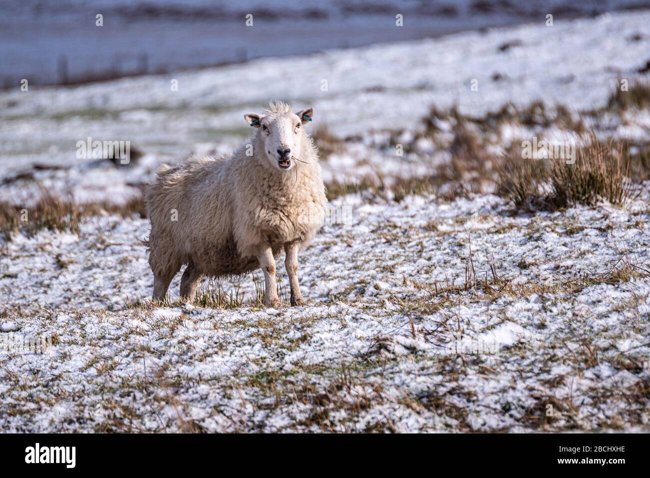 Scottish sheep on the snowy pasture, Highlands, Scotland Stock Photo - Alamy