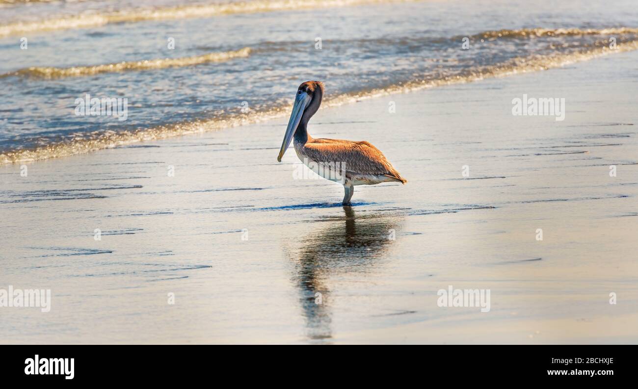 El rompio on azuero peninsula hi-res stock photography and images - Alamy