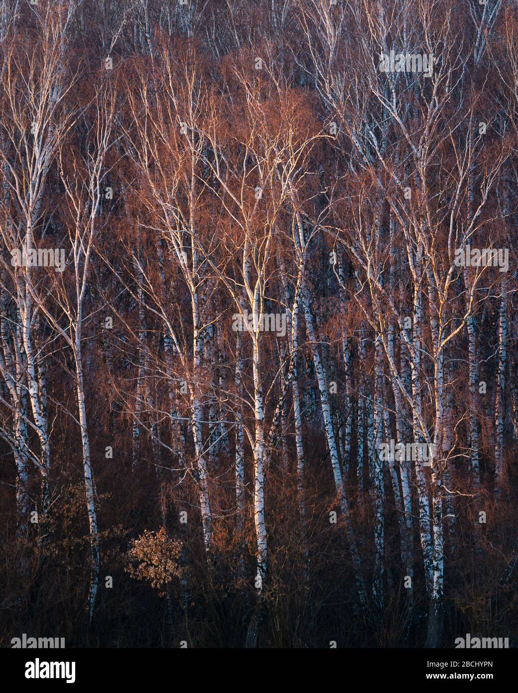 Silver birch forest hi-res stock photography and images - Alamy