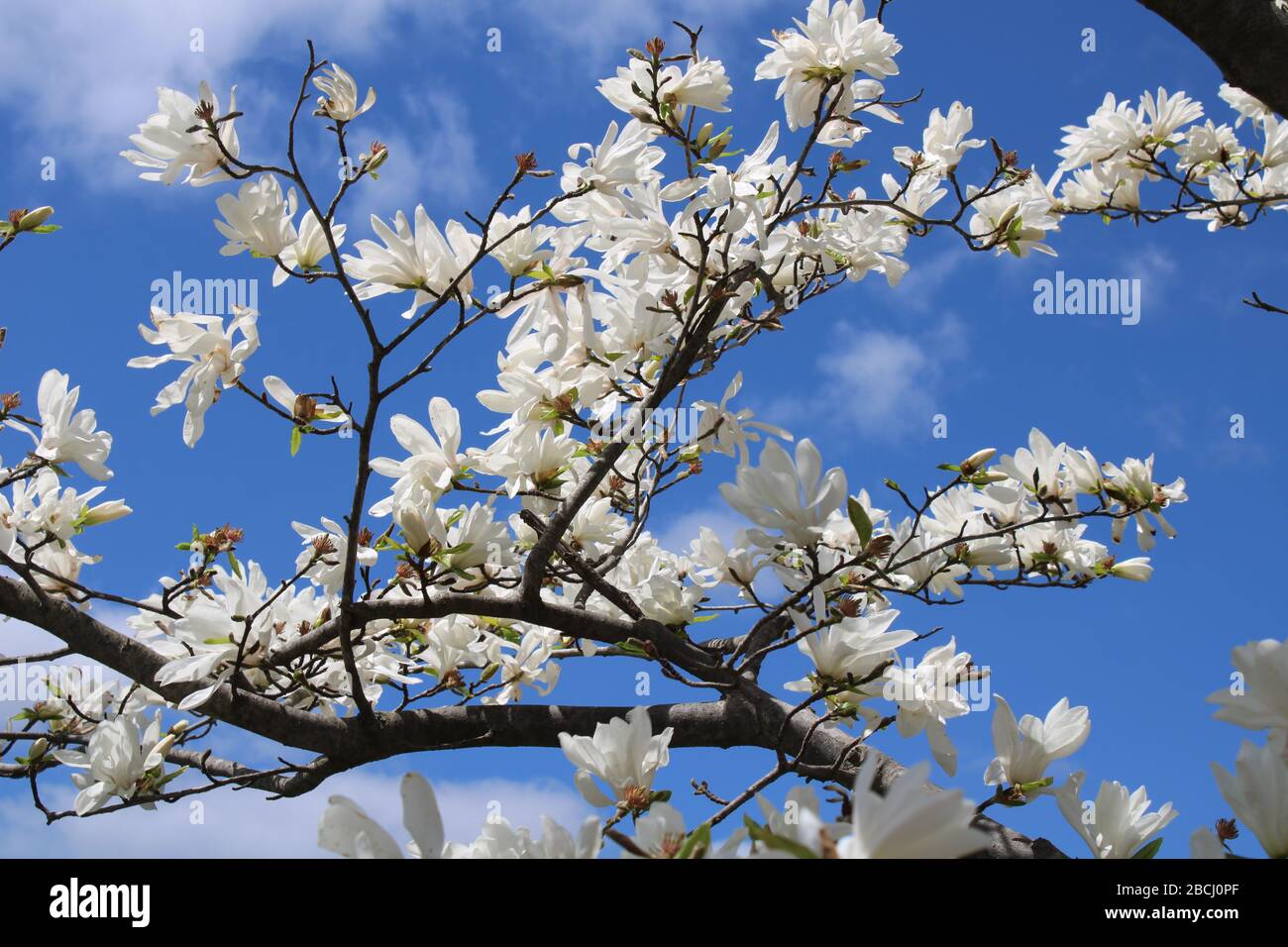 White Magnolias in Bloom - Part 6 Stock Photo - Alamy
