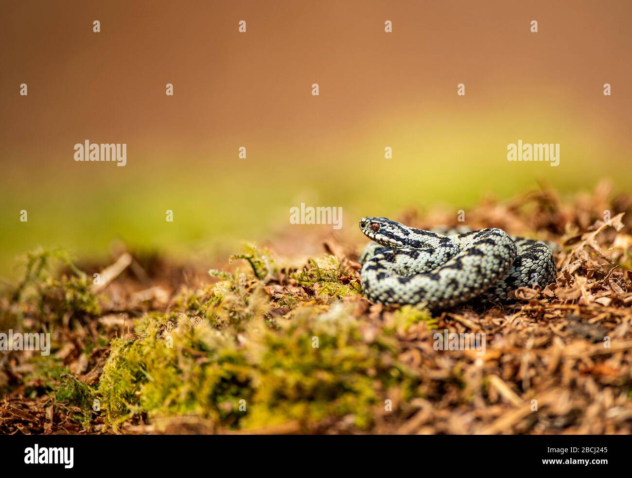Adder scotland hi-res stock photography and images - Alamy