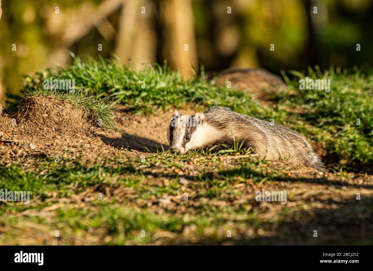 Scottish badger hi-res stock photography and images - Alamy