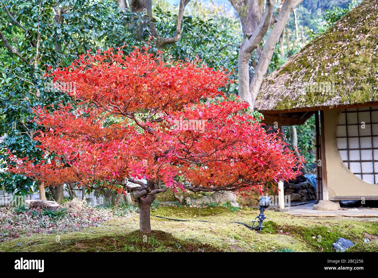 Bonsai like tree in Japanese garden Stock Photo - Alamy