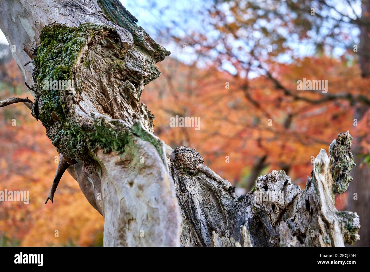 Dried tree in hi-res stock photography and images - Alamy