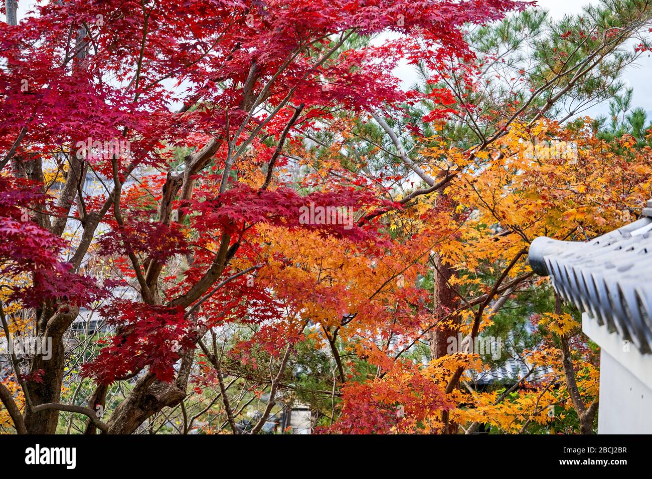 Colorful Japanese tree leaves and part of traditional building roof ...