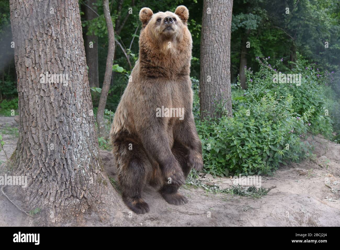A brown bear is seen in a forest at the Bear Sanctuary Domazhyr near ...
