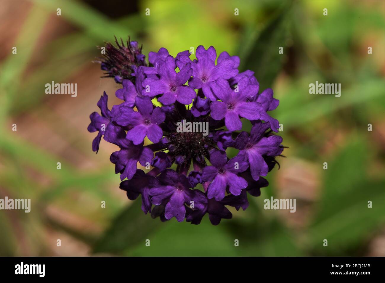 Purple weed hi-res stock photography and images - Alamy