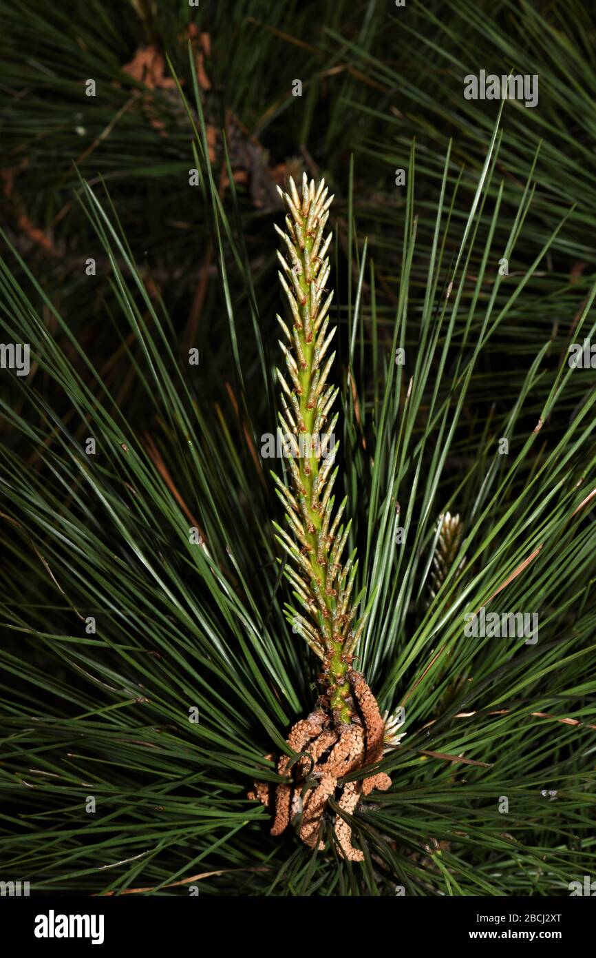 New growth pine tree hi-res stock photography and images - Alamy