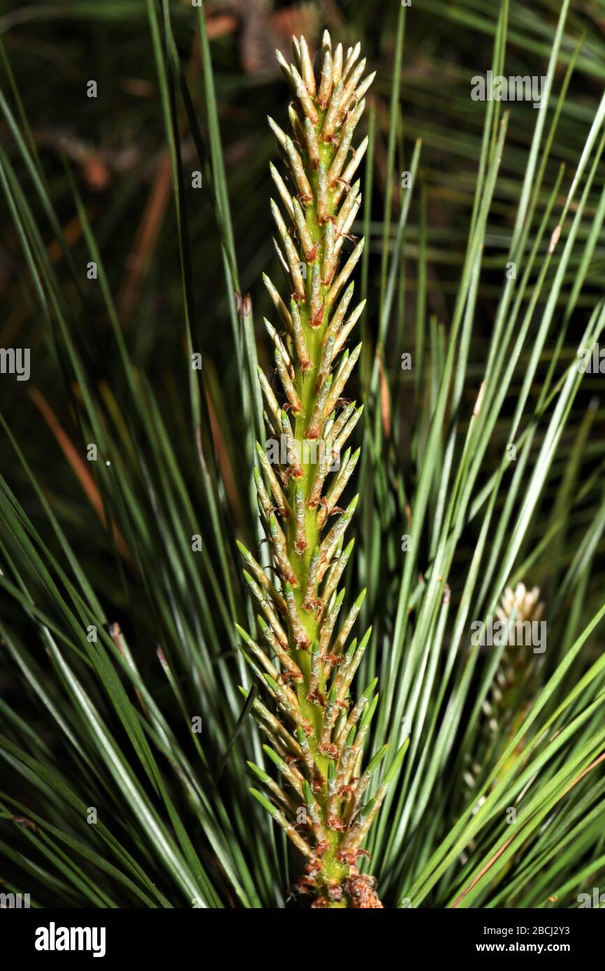 New growth pine tree hi-res stock photography and images - Alamy