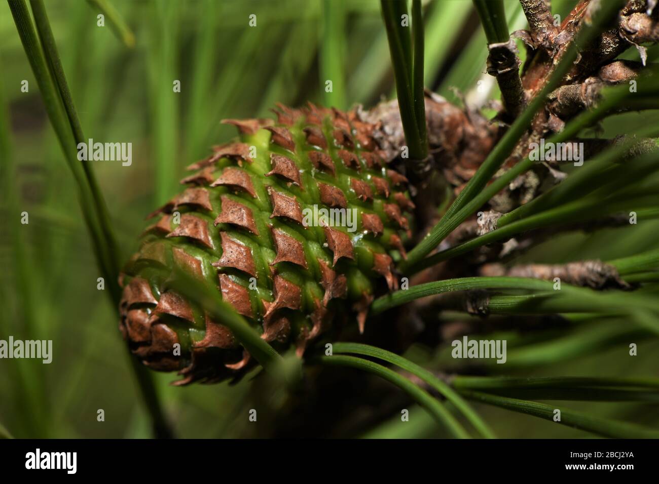 A macro look at pine cones Stock Photo - Alamy