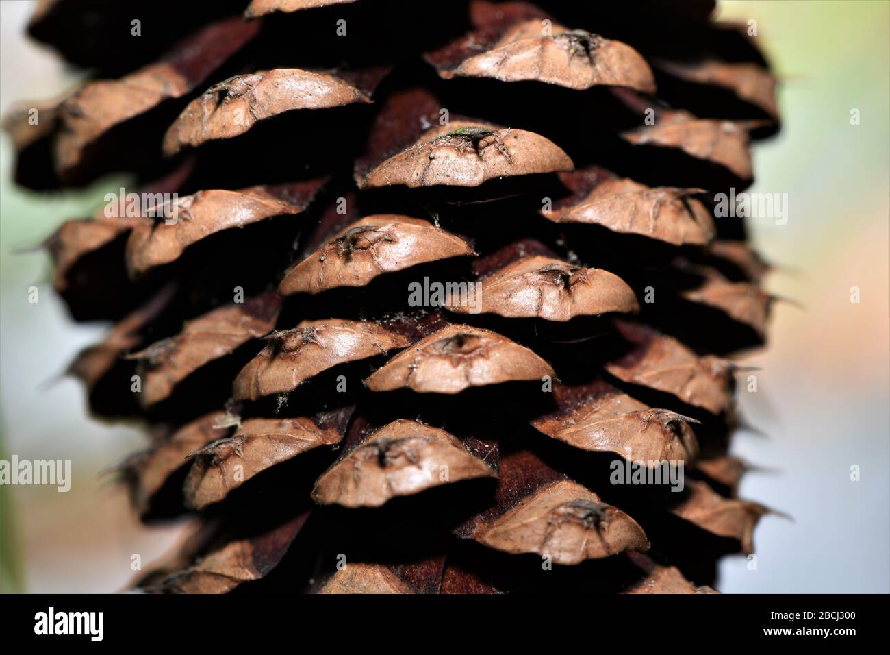 A macro look at pine cones Stock Photo - Alamy