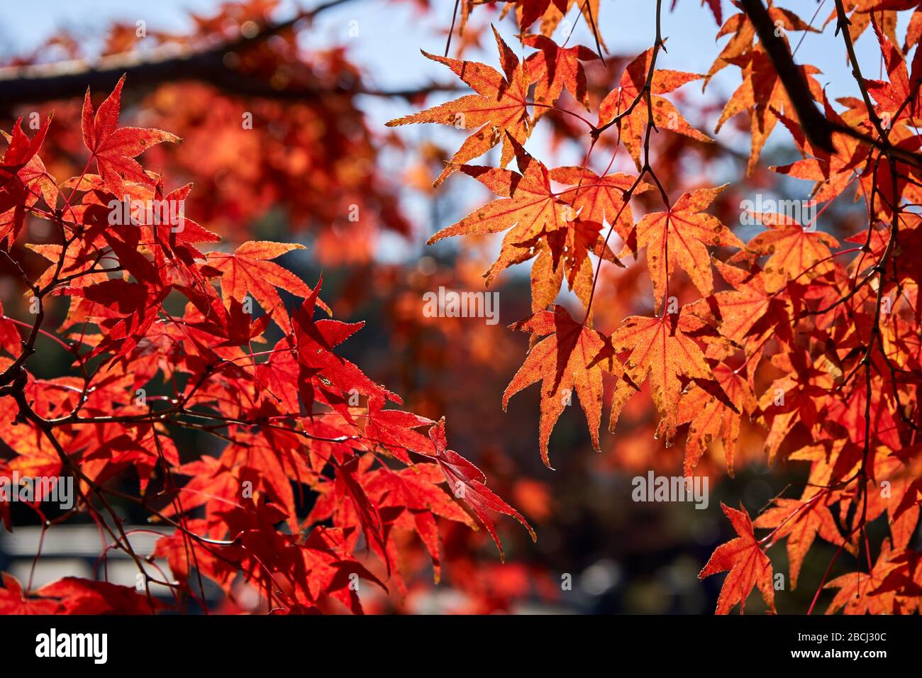 Fire Red Leaves High Resolution Stock Photography and Images - Alamy