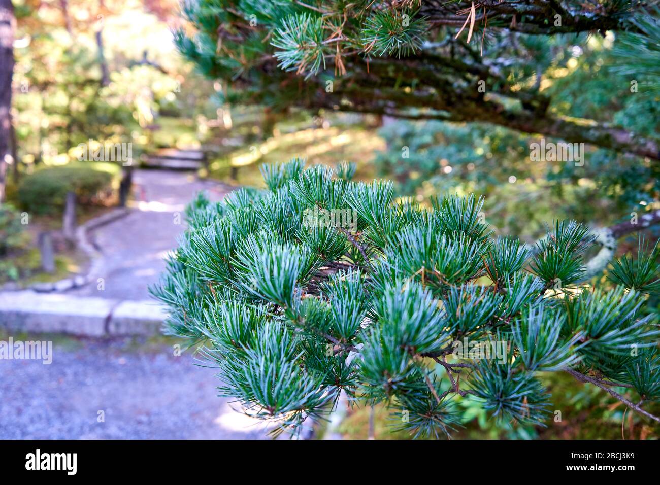 Splinter fir hi-res stock photography and images - Alamy