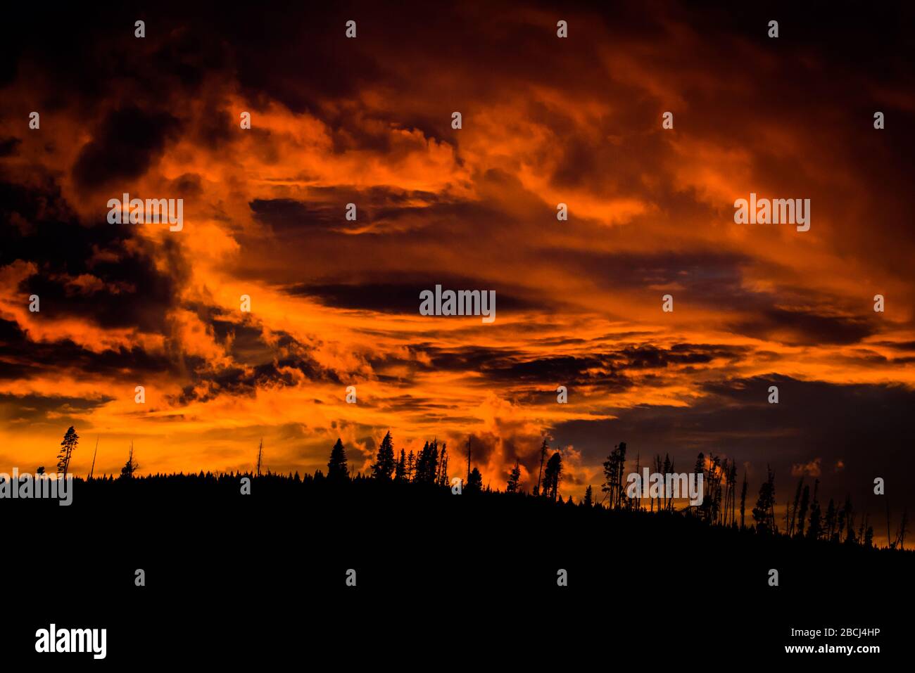 John forest national park hi-res stock photography and images - Alamy