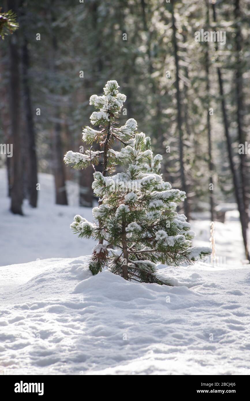 A young lodge pole pine tree is covered in a fresh snow in Yellowstone ...